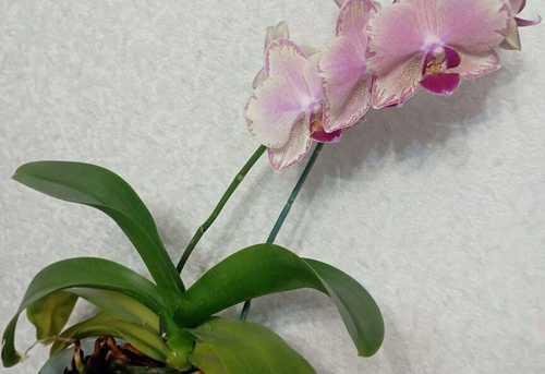 Орхидея фаленопсис Пират Пикоти Pirate Picotee