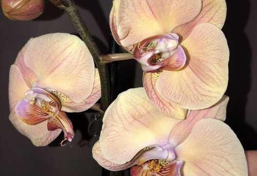 Орхидея фаленопсис Леди Мармелад Lady Marmalade
