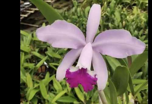 Cattleya Lueddimaniana Blue x Intermedia Blue