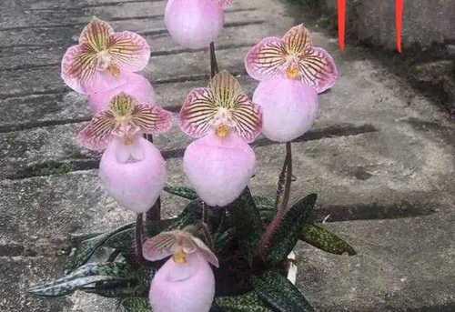 Орхидея Вьетнам: Башмаки