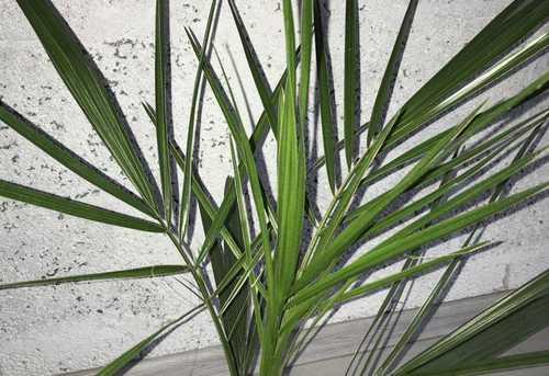 Финиковая пальма 3-летняя