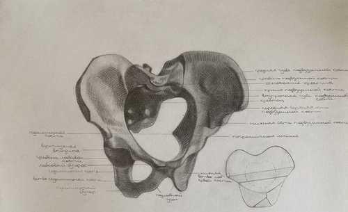 Рисунки для студентов