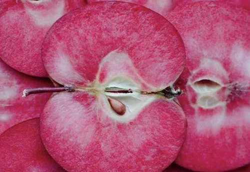 Саженцы яблони Розовый Жемчуг