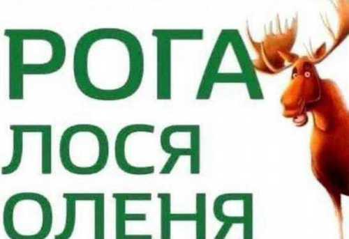 Рога лося и оленя