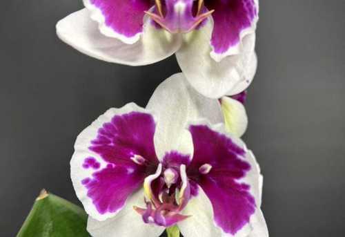 Орхидея фаленопсис айрон мен (пикассо) пелор