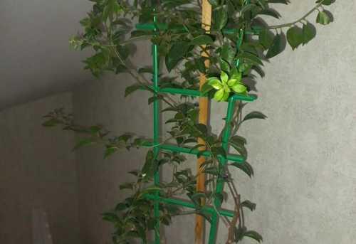 Бугенвиллия и фикус комнатные растения