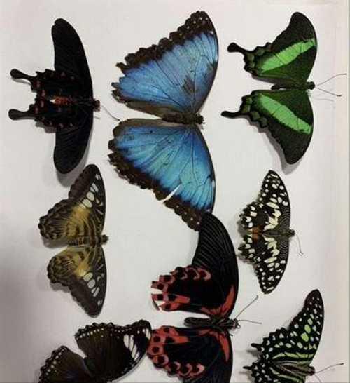 Сухие бабочки