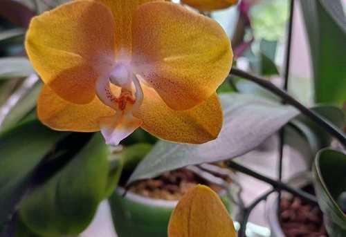 Орхидея фаленопсис лас вегас