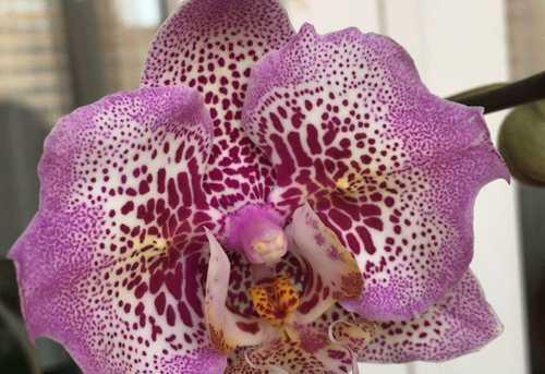 Орхидея фаленопсис бабочка Sogo Diamond HLW