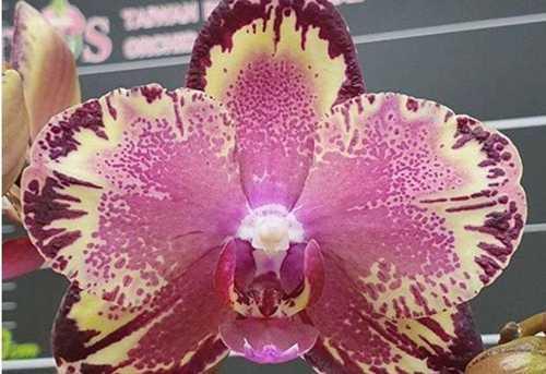 Орхидея фаленопсис I-Hsin The Big Bang