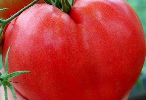 Семена сердцевидный томатов