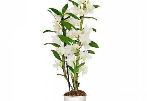 Орхидея дендробиум 4шт цветок