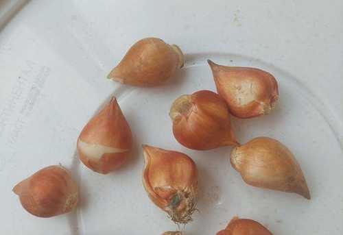 Луковицы голландских тюльпанов (микс)
