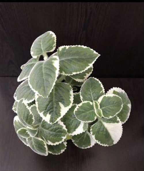 Плектрантус Variegated Cuban Oregano(комнат мята)