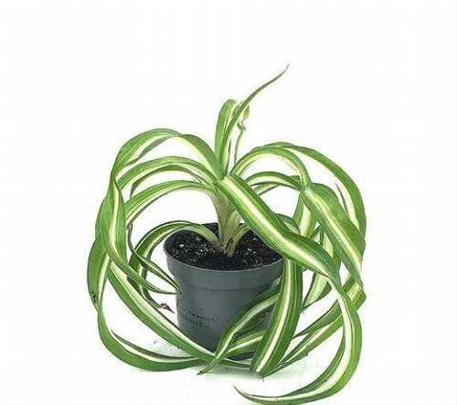 Хлорофитум Бонни кудрявый Chlorophytum Bonnie