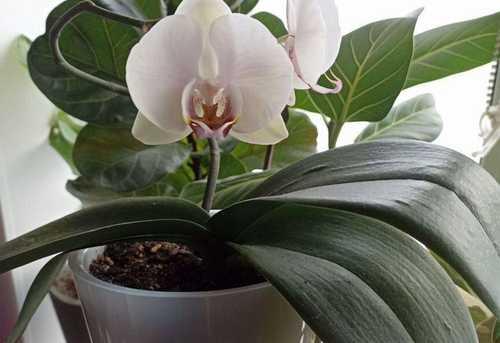 Орхидея фаленопсис цветущая, адениум