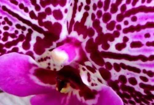 Орхидея фаленопсис биглип мелодия