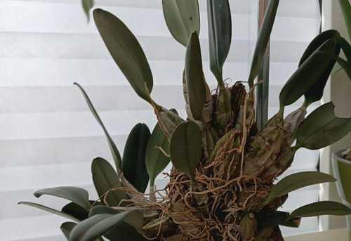 Дендробиум Dendrobium lindleyi
