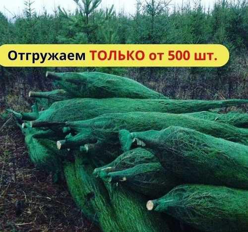 Ели, сосны оптом