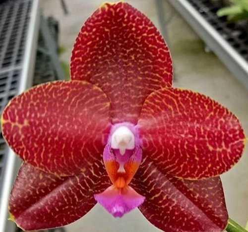 Орхидея фаленопсис В46 Phal. LD Sun Dragon