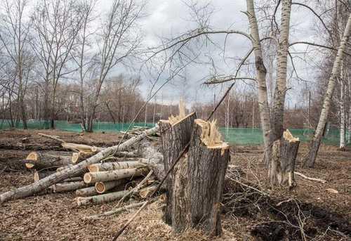Отдам дрова бесплатно самовывоз