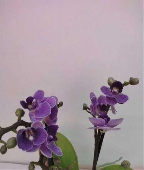 Орхидея вайлет квин