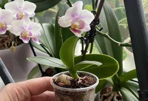 Орхидея Brother Pico Sweetheart