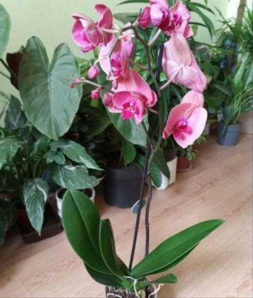 Орхидея фаленопсис темно розовая