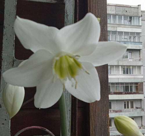 Эухарис амазонская лилия