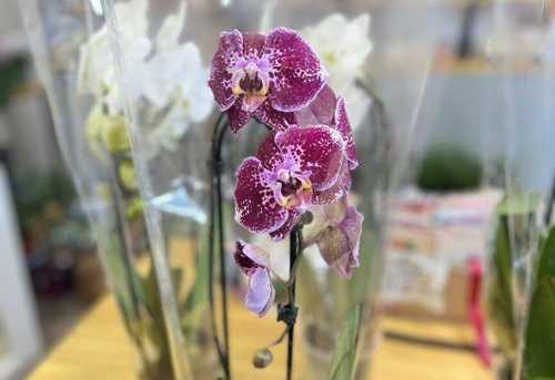 Орхидея каскадные