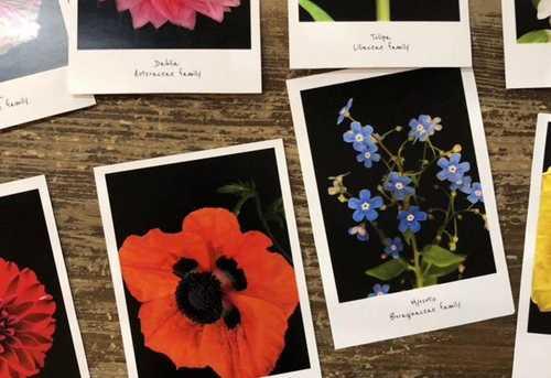 Открытки карточки ботаника фото цветов