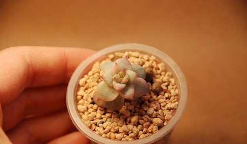 Суккуленты Echeveria Blue bird