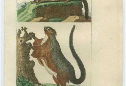 Антикварнаяц гравюра 18 века животные