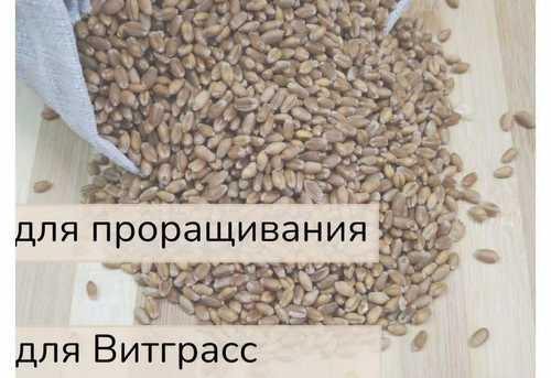 Пшеница для проращивания
