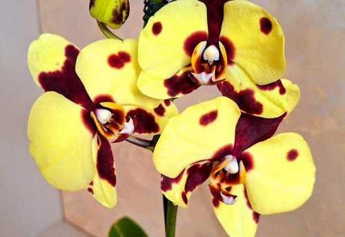 Орхидея фаленопсис 1 цв