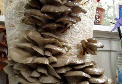 Мицелии грибов вешенка