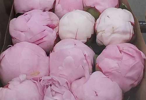 Пионы белые, розовые ароматные с доставкой