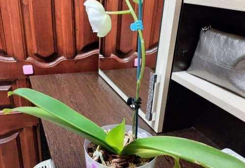 Орхидея фаленопсис "Оксфорд"