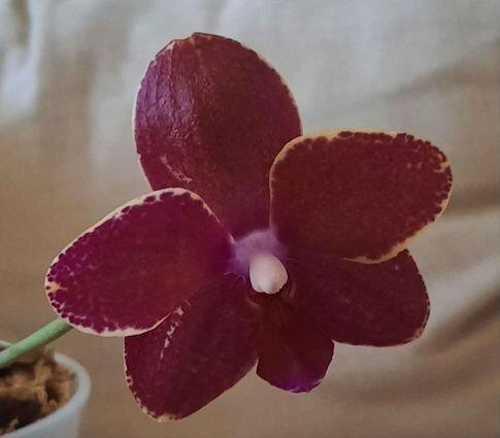 Орхидея Азия