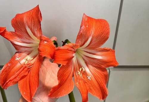 Комнатные цветы-Гиппиаструм
