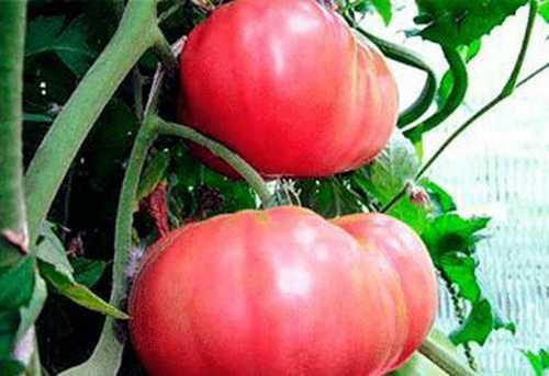 Семена помидоры розовый гигант