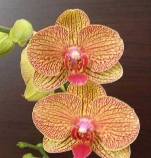 Орхидея фаленопсис kv бьюти