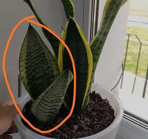 Сансевиерия трехполосная (Sansevieria trifasciata)