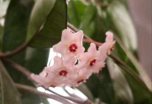 Цветущая хойя карноза