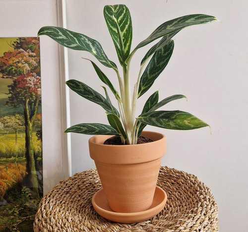 Аглаонема Грин Сан Aglaonema Green Sun