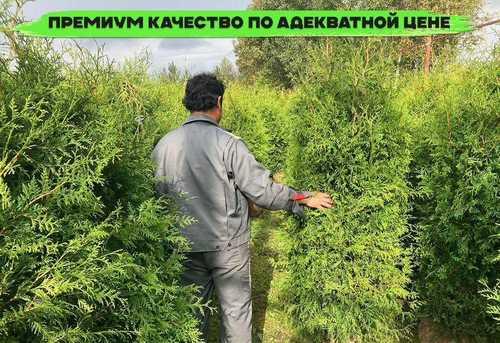 Туя Брабант