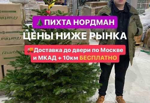 Пихта новогодняя