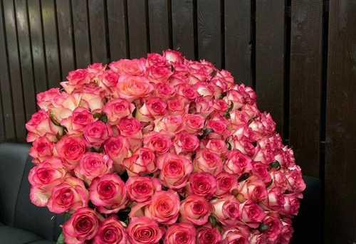 101 двухцветная роза 70 см