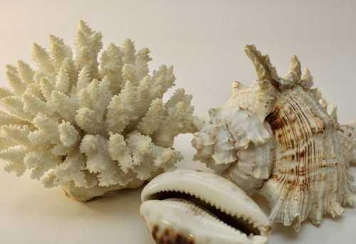 Морские ракушки и коралл