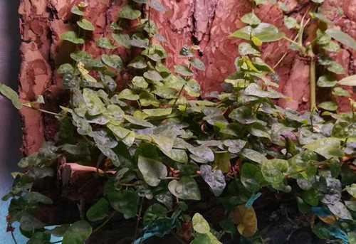 Растения для аквариумного фитофильтра, террариума